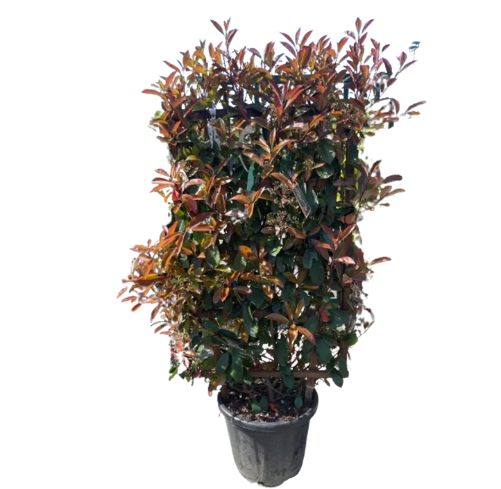 Photinia fraseri Red Robin Spalier, Glanzmispel 'Red Robin' - Bellaflora