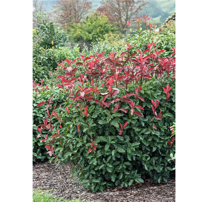 Photinia fraseri Magical Volcano, Glanzmispel 'Magical Volcano ...