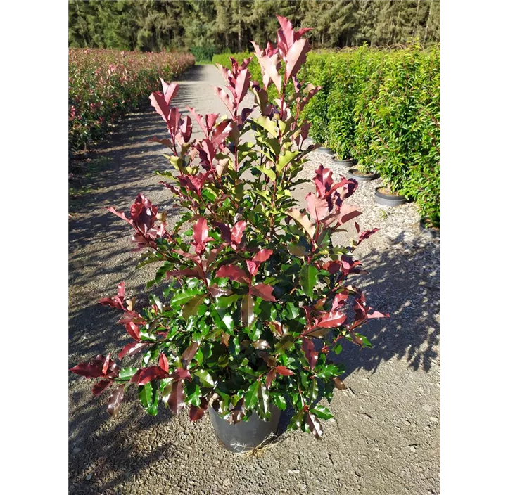 Photinia fraseri Magical Volcano, Glanzmispel 'Magical Volcano ...