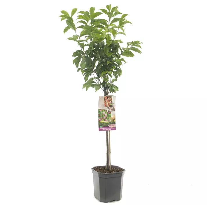 Prunus Pluot Dapple Dandy, Pflaume 'Pluot Dapple Dandy'® - Bellaflora