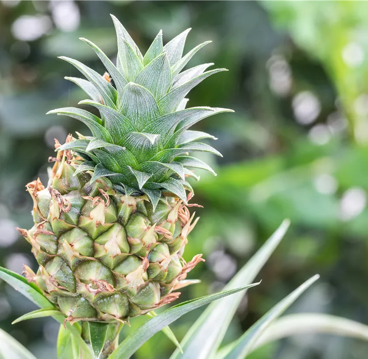 Ananas Amigo, Zierananas 'Mi Amigo' - Bellaflora
