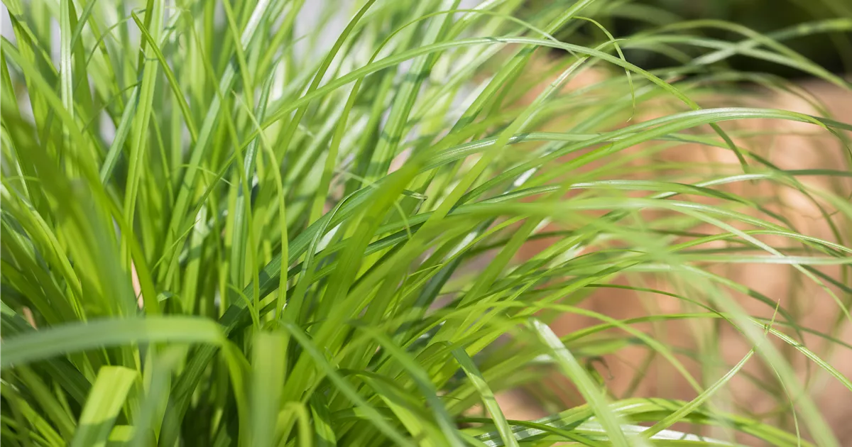Cyperus zumula im Katzenbecher, Katzengras - Bellaflora