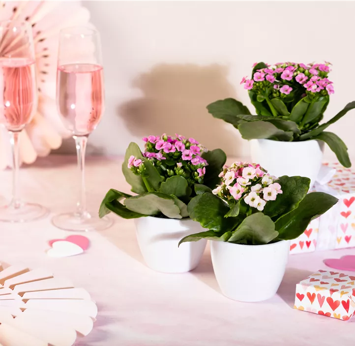 Kalanchoe blossfeldiana mini, Mini-Kalanchoe - Bellaflora