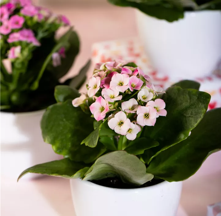 Kalanchoe blossfeldiana mini, Mini-Kalanchoe - Bellaflora