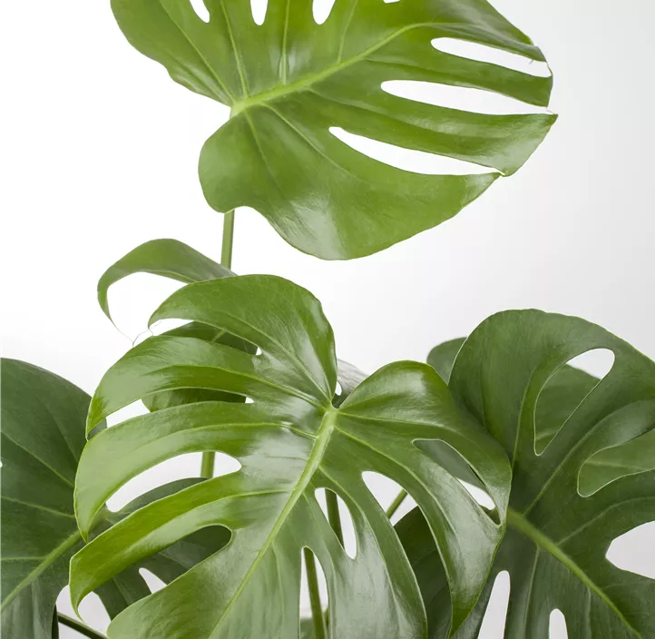 Monstera deliciosa, Fensterblatt - Bellaflora