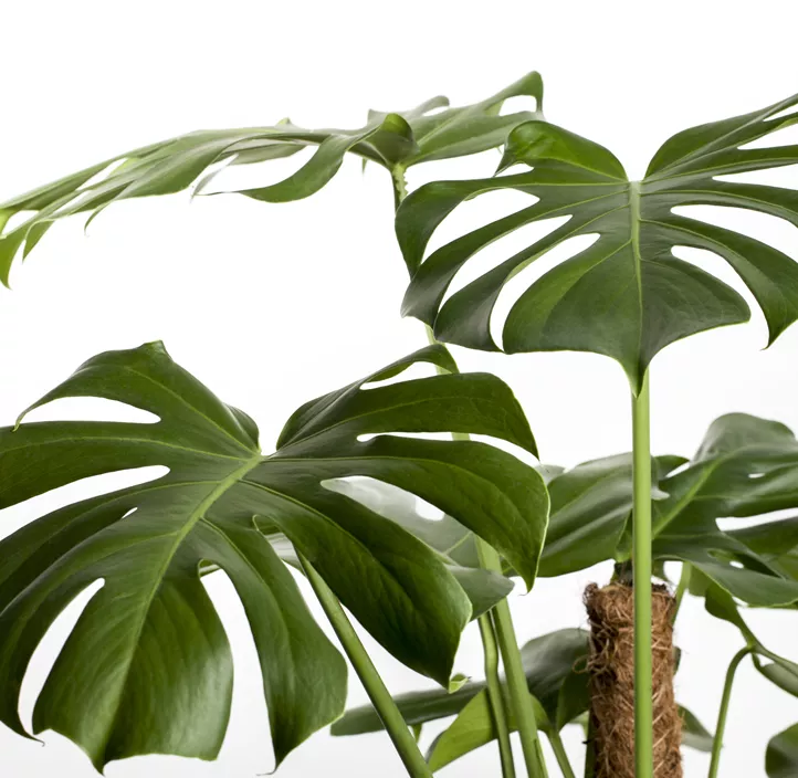 Monstera deliciosa auf Moosstab, Fensterblatt - Bellaflora