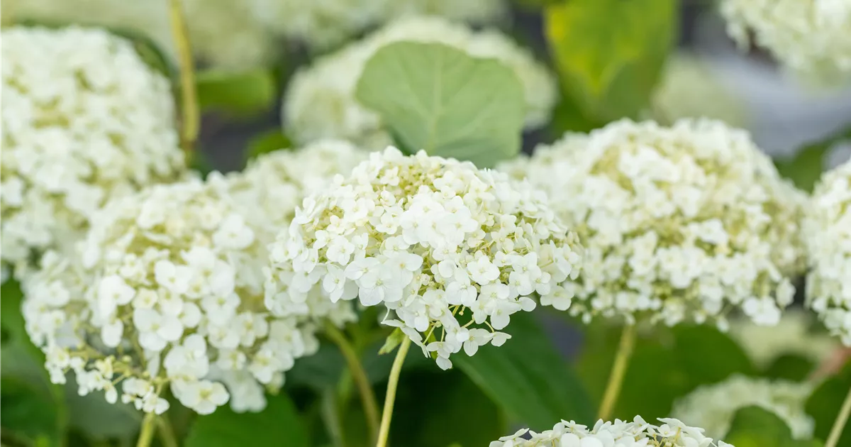 Hydrangea arborescens Strong Annabelle, Ballhortensie 'Strong Annabelle ...