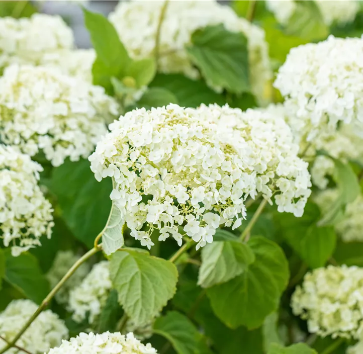Hydrangea arborescens Strong Annabelle, Ballhortensie 'Strong Annabelle ...