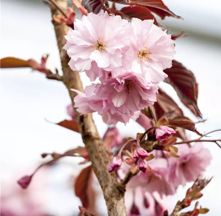 Luxus Japanische Nelkenkirsche Herbst Bilder