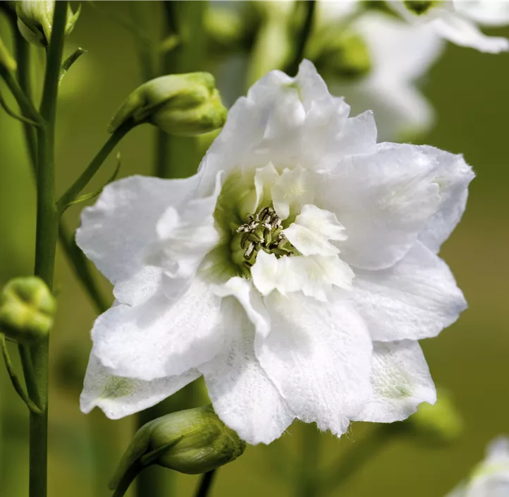 Delphinium cultorum Magic Fountain White, Rittersporn 'Magic Fountains Pure White' - Bellaflora