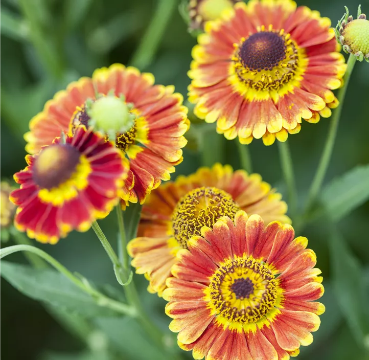 Helenium hybridum Mariachi Fuego, Herbst-Sonnenbraut 'Mariachi Fuego ...