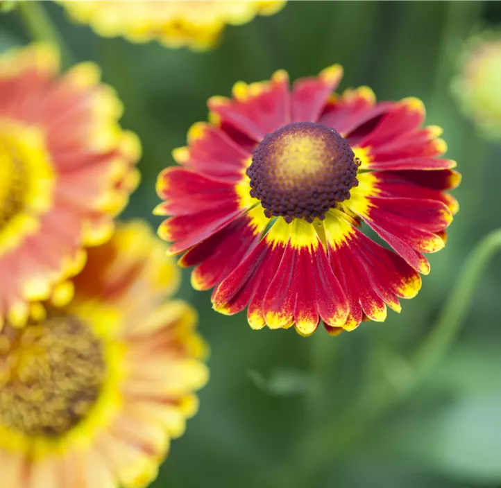 Helenium hybridum Mariachi Fuego, Herbst-Sonnenbraut 'Mariachi Fuego ...