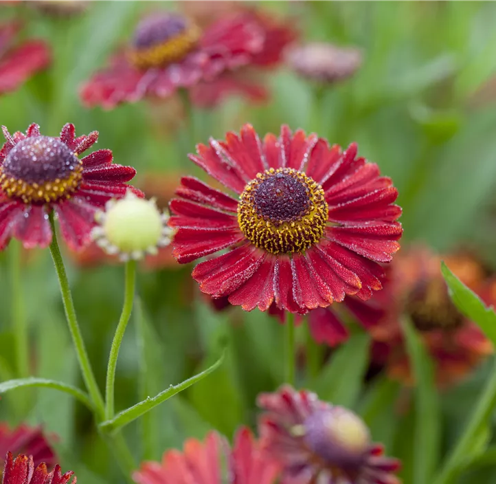 Helenium hybridum Mariachi Siesta, Herbst-Sonnenbraut 'Mariachi Siesta ...