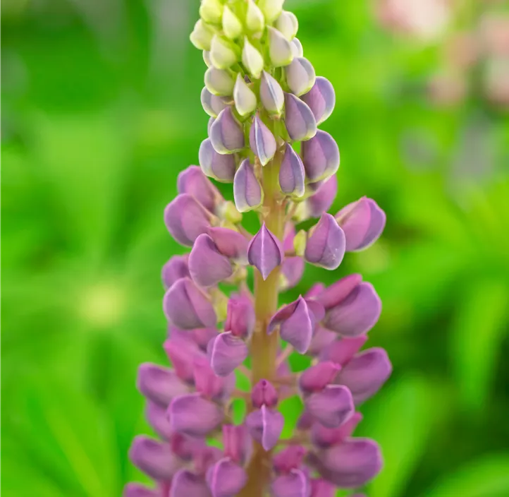 Lupinus polyphyllus Legendary Blue Shades, Lupine 'Lupini Blue Shades ...