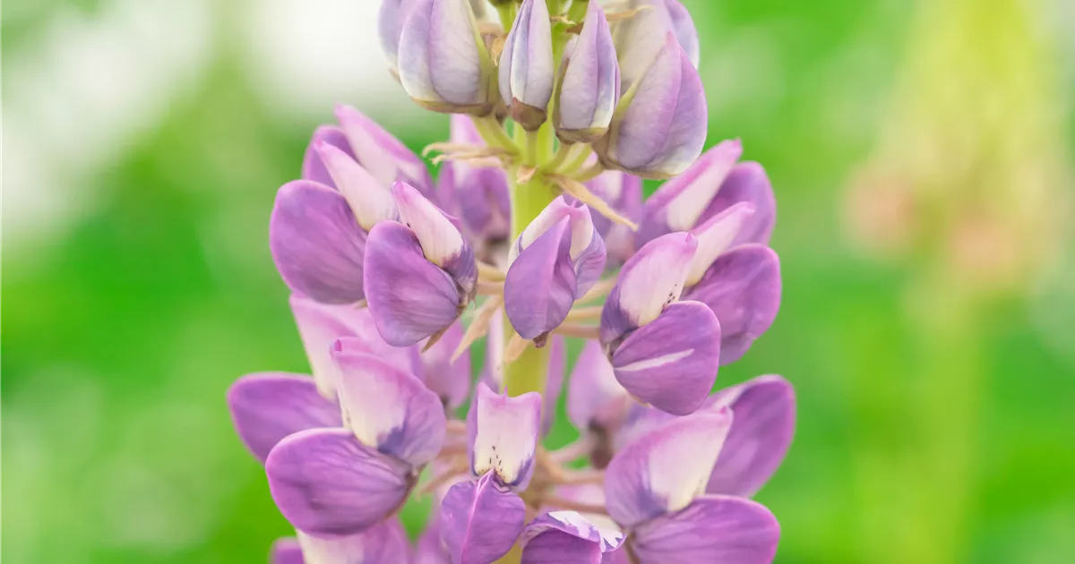 Lupinus polyphyllus Legendary Blue Shades, Lupine 'Lupini Blue Shades ...