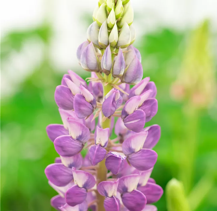 Lupinus polyphyllus Legendary Blue Shades, Lupine 'Lupini Blue Shades ...