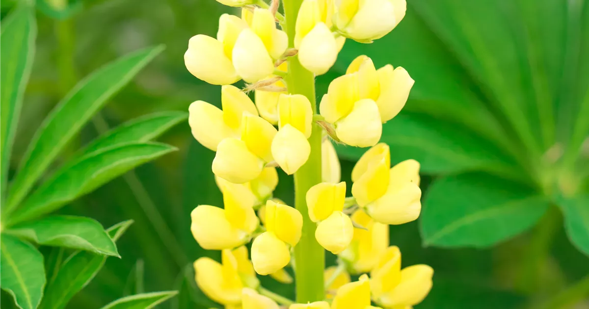 Lupinus polyphyllus Legendary Yellow Shades, Lupine 'Lupini Yellow ...