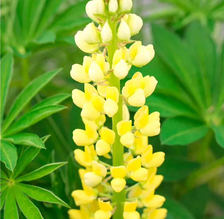 Lupinus polyphyllus Legendary Yellow Shades, Lupine 'Lupini Yellow ...