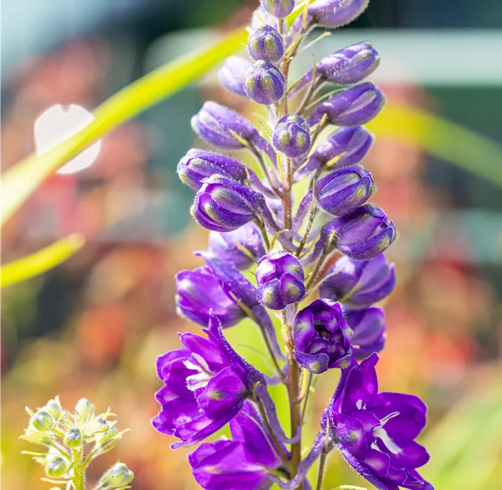 Delphinium cultorum Dignity Blue Shades, Rittersporn 'Dignity Blue Shades' - Bellaflora