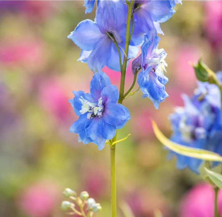 Delphinium cultorum Magic Fountain Sky Blue, Rittersporn 'Magic Fountains Sky Blue' - Bellaflora