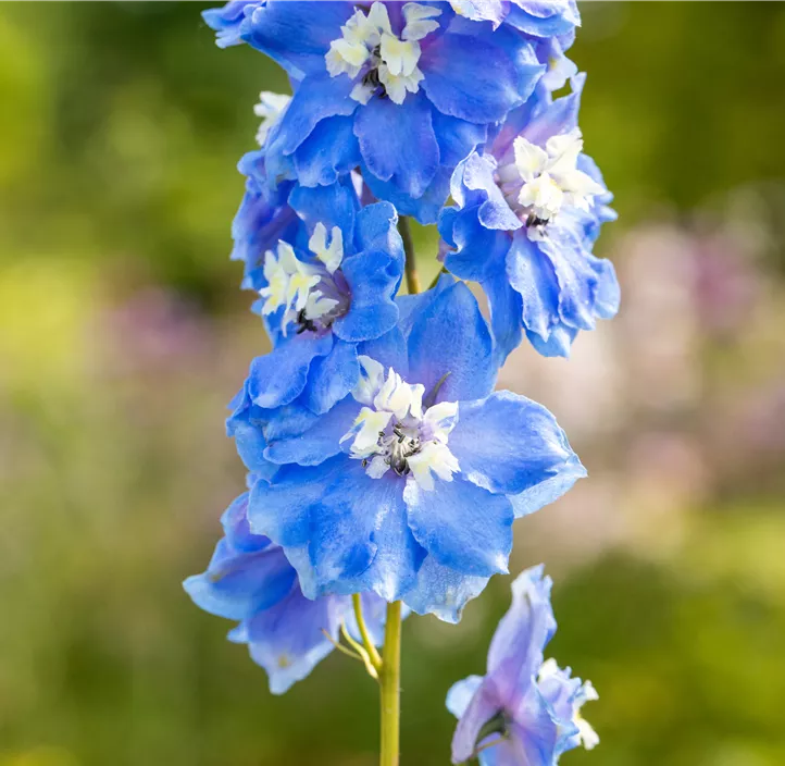 Delphinium cultorum Magic Fountain Sky Blue, Rittersporn 'Magic Fountains Sky Blue' - Bellaflora