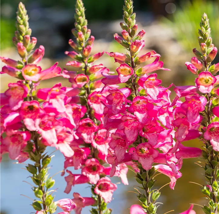 Digiplexis Flamingo, Fingerhut 'Flamingo' - Bellaflora