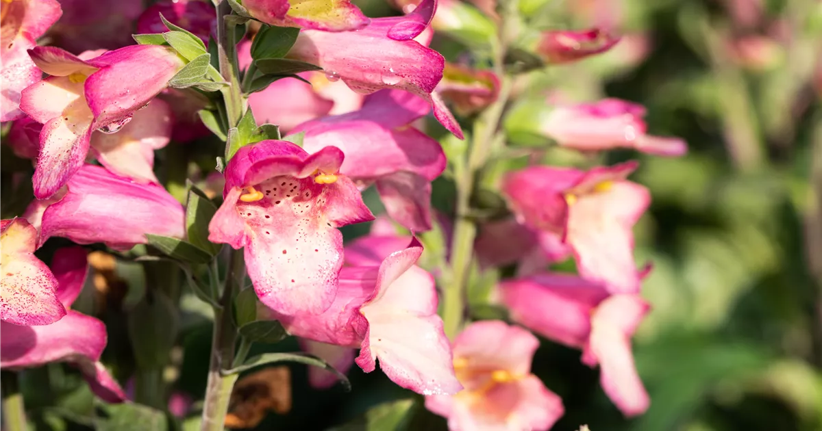 Digiplexis Flamingo, Fingerhut 'Flamingo' - Bellaflora
