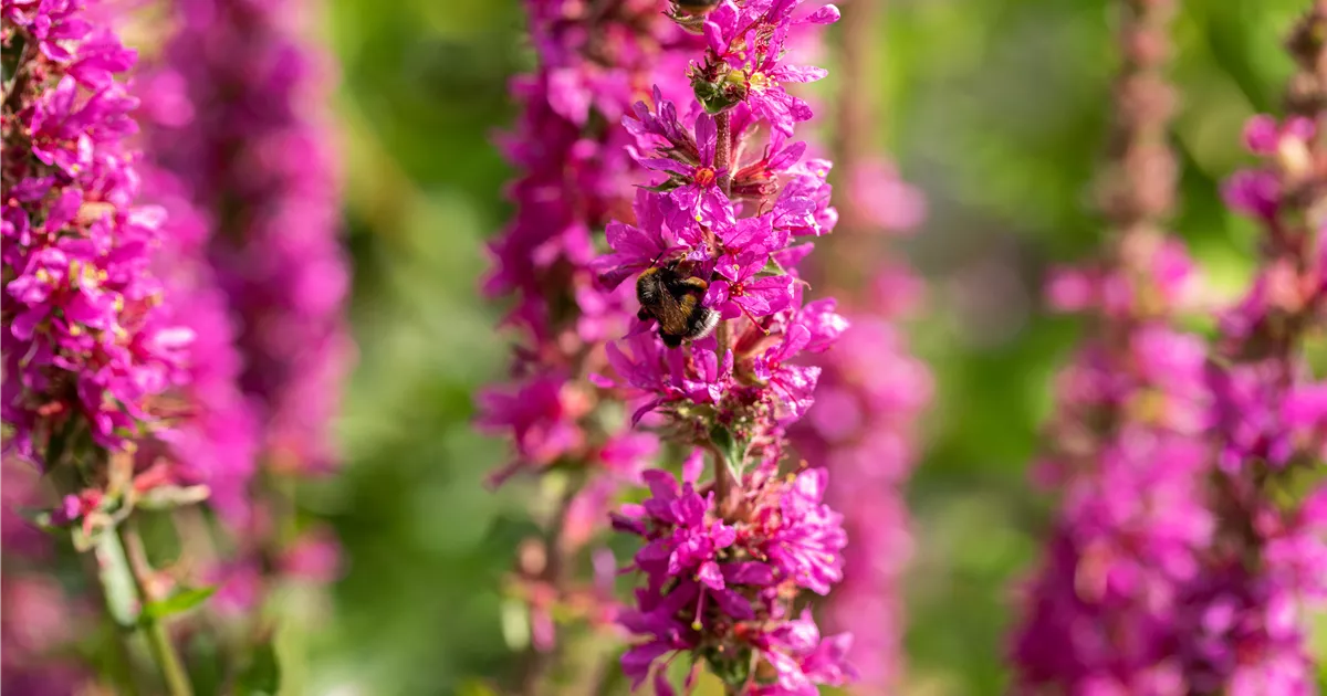 Lythrum salicaria Pink Blush, Garten-Blut-Weiderich 'Pink Blush ...