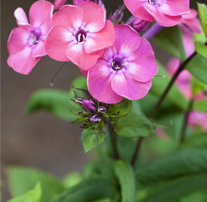 Phlox paniculata Flame Light Pink, Hohe Garten-Flammenblume 'Light Pink ...