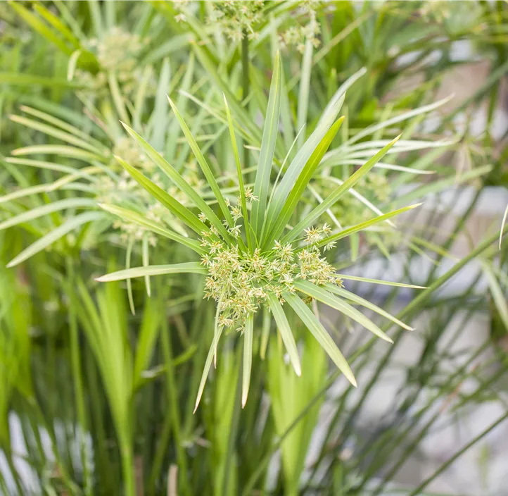 Cyperus alternifolius, Zypergras - Bellaflora