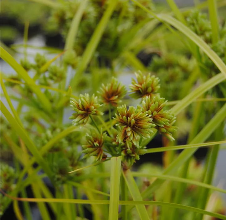 Cyperus alternifolius, Zypergras - Bellaflora