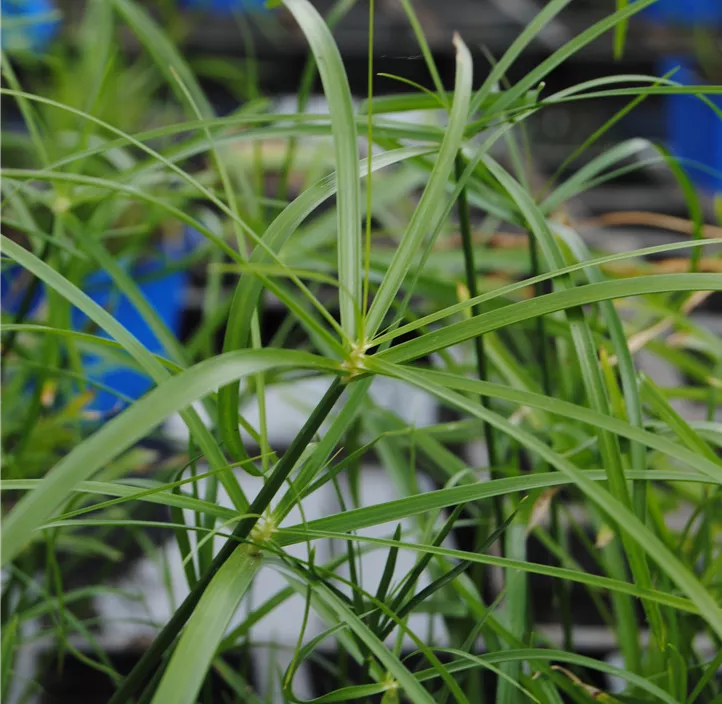 Cyperus alternifolius, Zypergras - Bellaflora
