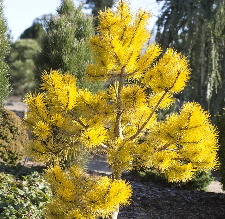 Pinus contorta Chief Joseph, Drehkiefer - Bellaflora