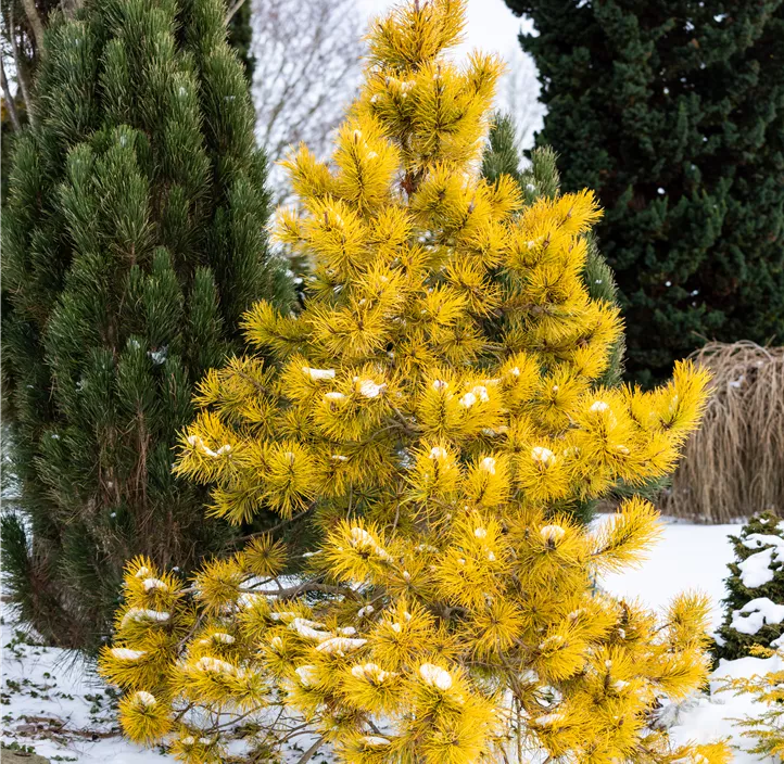 Pinus contorta Chief Joseph, Drehkiefer - Bellaflora