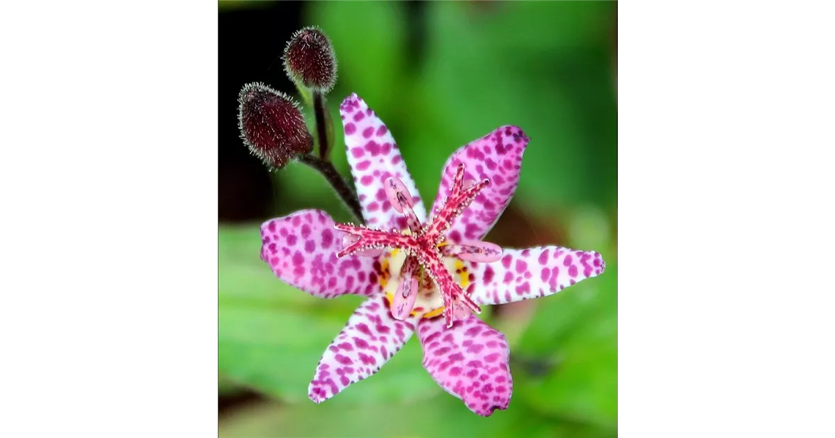 Trycirtis Pink Freckles, Krötenlilie 'Pink Freckles' - Bellaflora