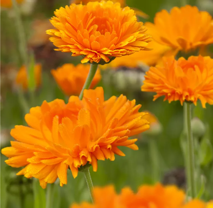 Calendula officinalis, Ringelblume - Bellaflora