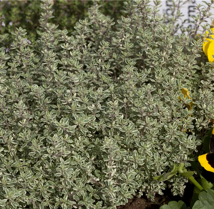 Thymus fragrantissimus, Orangen-Thymian - Bellaflora