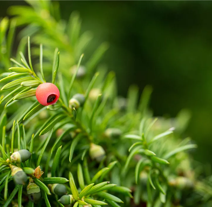 Taxus media Hicksii, Fruchtende Bechereibe 'Hicksii' - Bellaflora