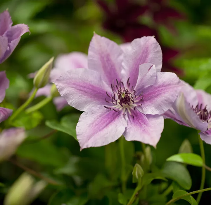 Clematis Nelly Moser, Waldrebe 'Nelly Moser' - Bellaflora
