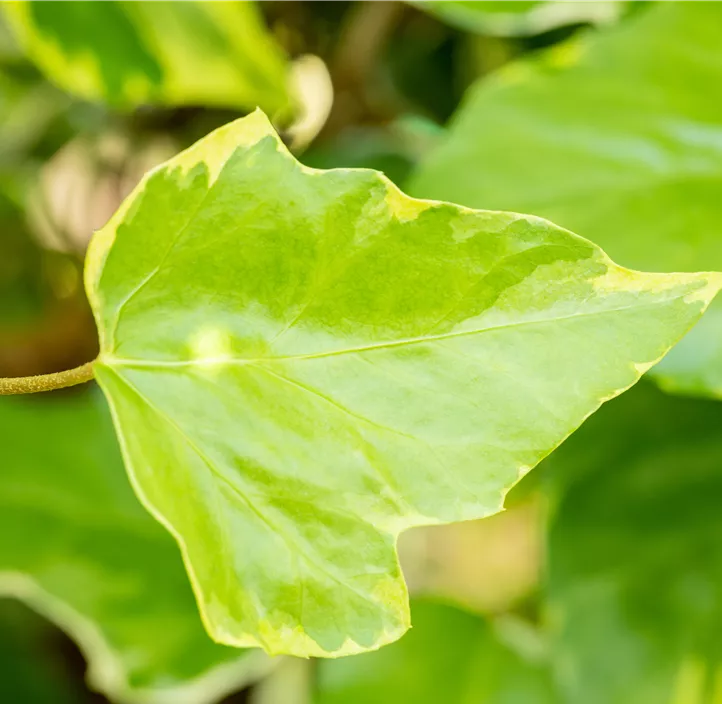 Hedera colchica Sulphur Heart, Strauch-Efeu 'Sulphur Heart' - Bellaflora