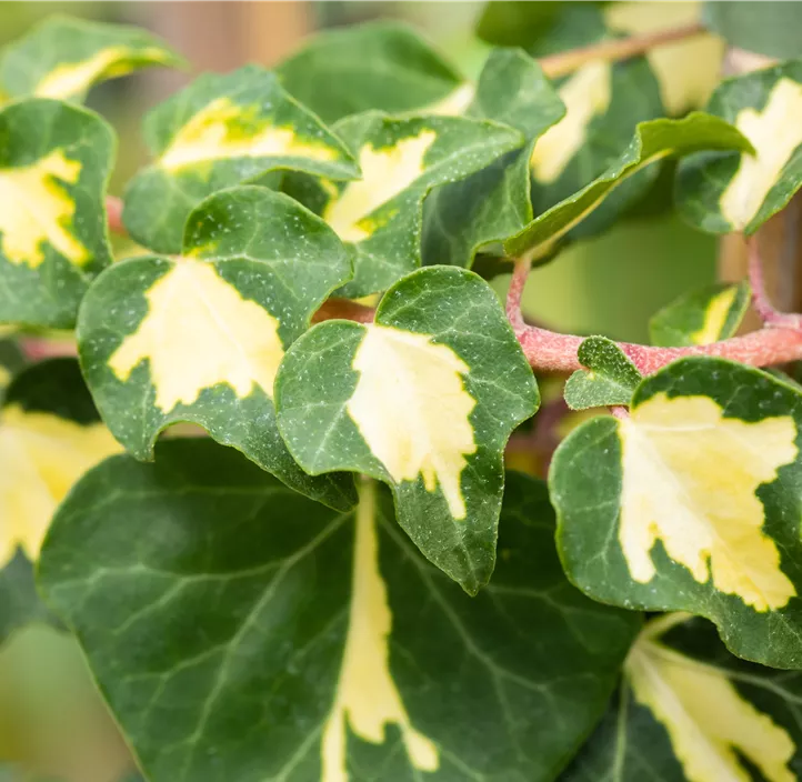 Hedera helix Goldheart, Gelbbunter Efeu 'Goldheart' - Bellaflora