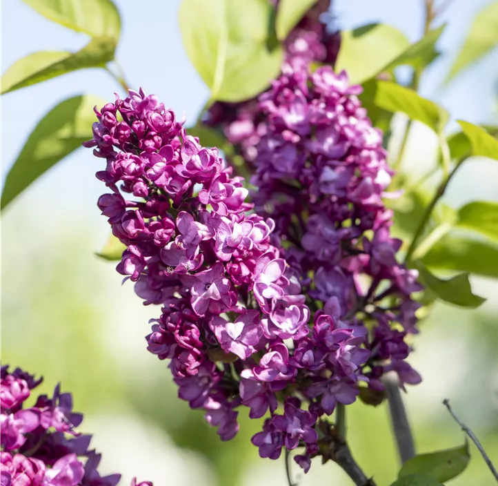 Syringa vulgaris Adelaide Dunbar, Edelflieder 'Adelaide Dunbar ...
