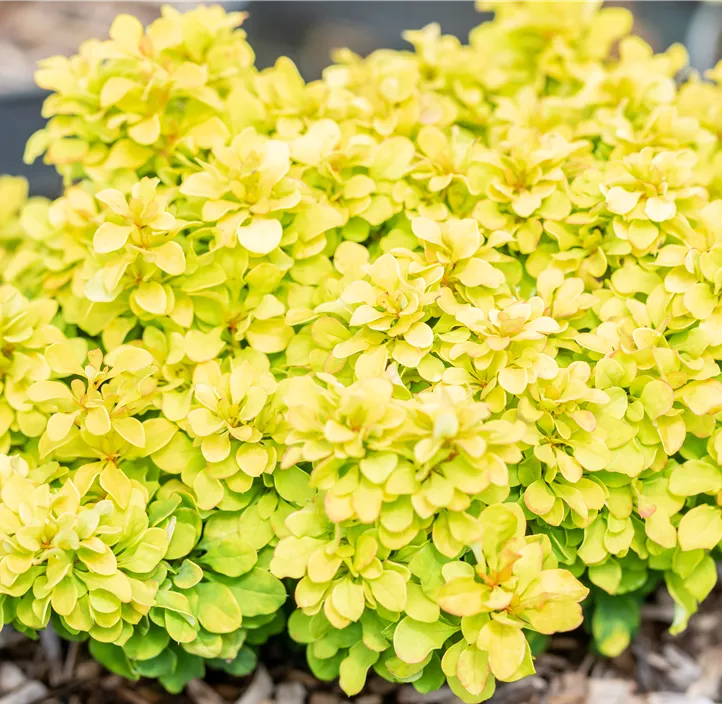 Berberis thunbergii Golden Nugget, Berberitze 'Golden Nugget'® - Bellaflora