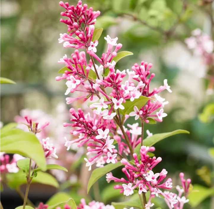 Syringa Red Wine, Flieder 'Redwine' - Bellaflora