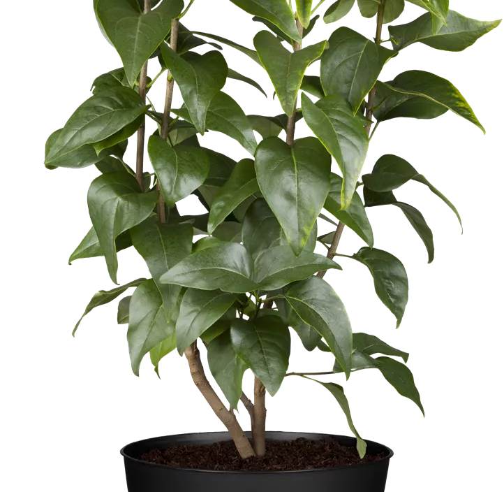 Syringa vulgaris Nadezhda, Edelflieder 'Nadeshda' - Bellaflora
