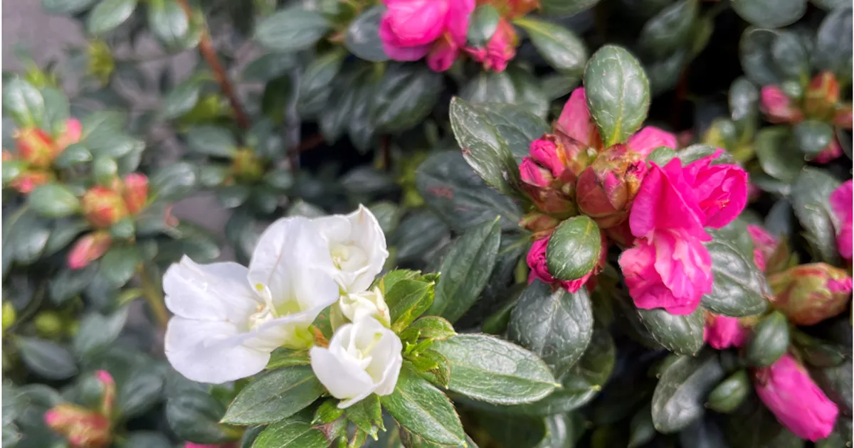 Azalea japonica Evergreen Duos, Japanische Azalee Hortinno® Evergreen ...