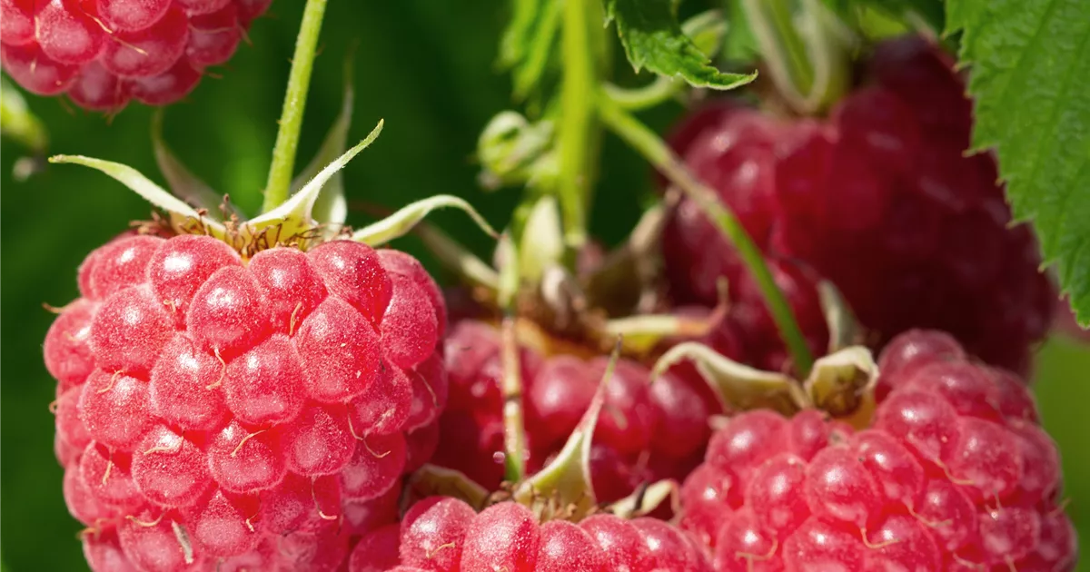 Rubus idaeus Malling Promise, Himbeere 'Malling Promise' - Bellaflora