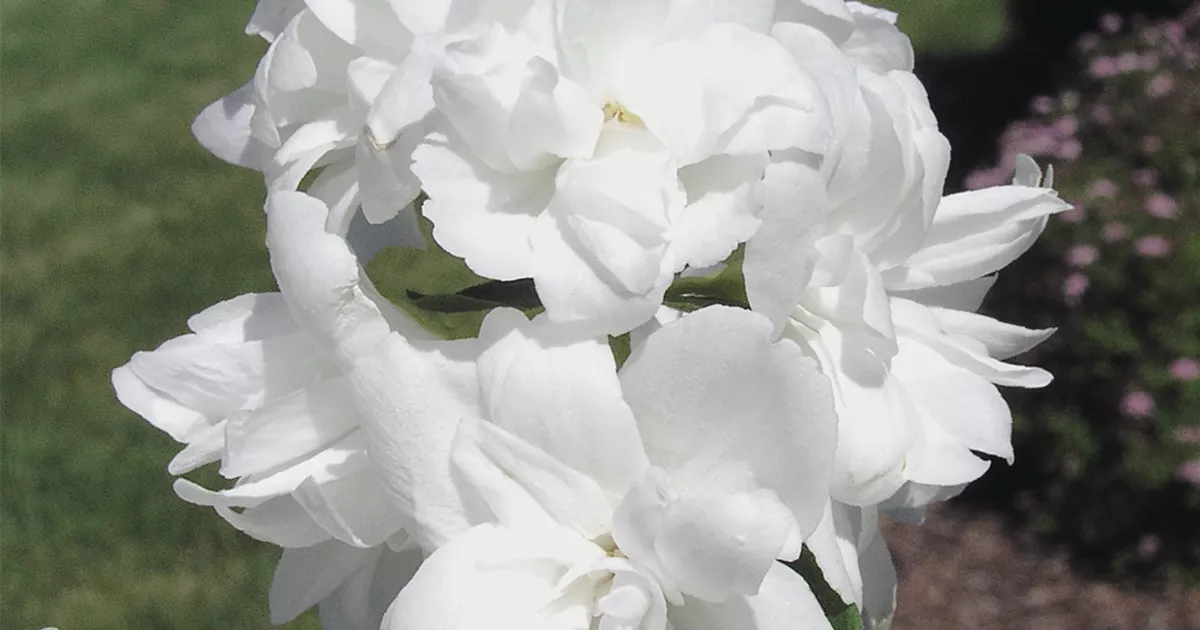 Philadelphus Minnesota Snowflake, Gartenjasmin 'Minnesota Snowflake ...