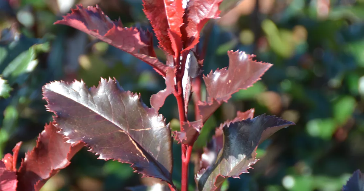 Photinia fraseri Magical Volcano, Glanzmispel 'Magical Volcano ...