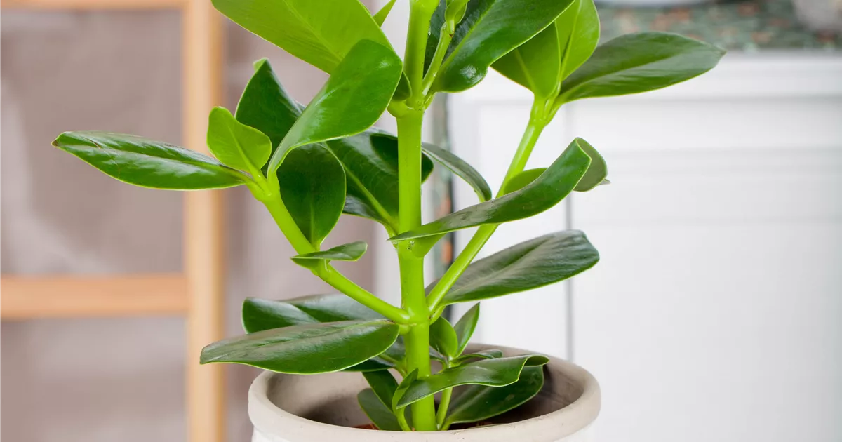 Clusia rosea Princess, Rosafarbener Balsamapfel 'Princess' - Bellaflora